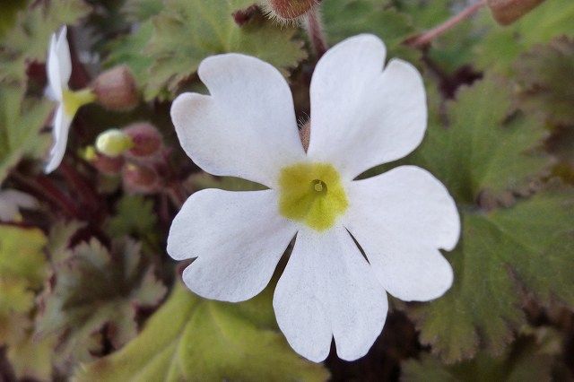 ウンナンサクラソウ（ 雲南桜草 ） 学名：Primula filchnerae サクラソウ科サクラソウ属 | 『なんでもあり工房』のブログ ...