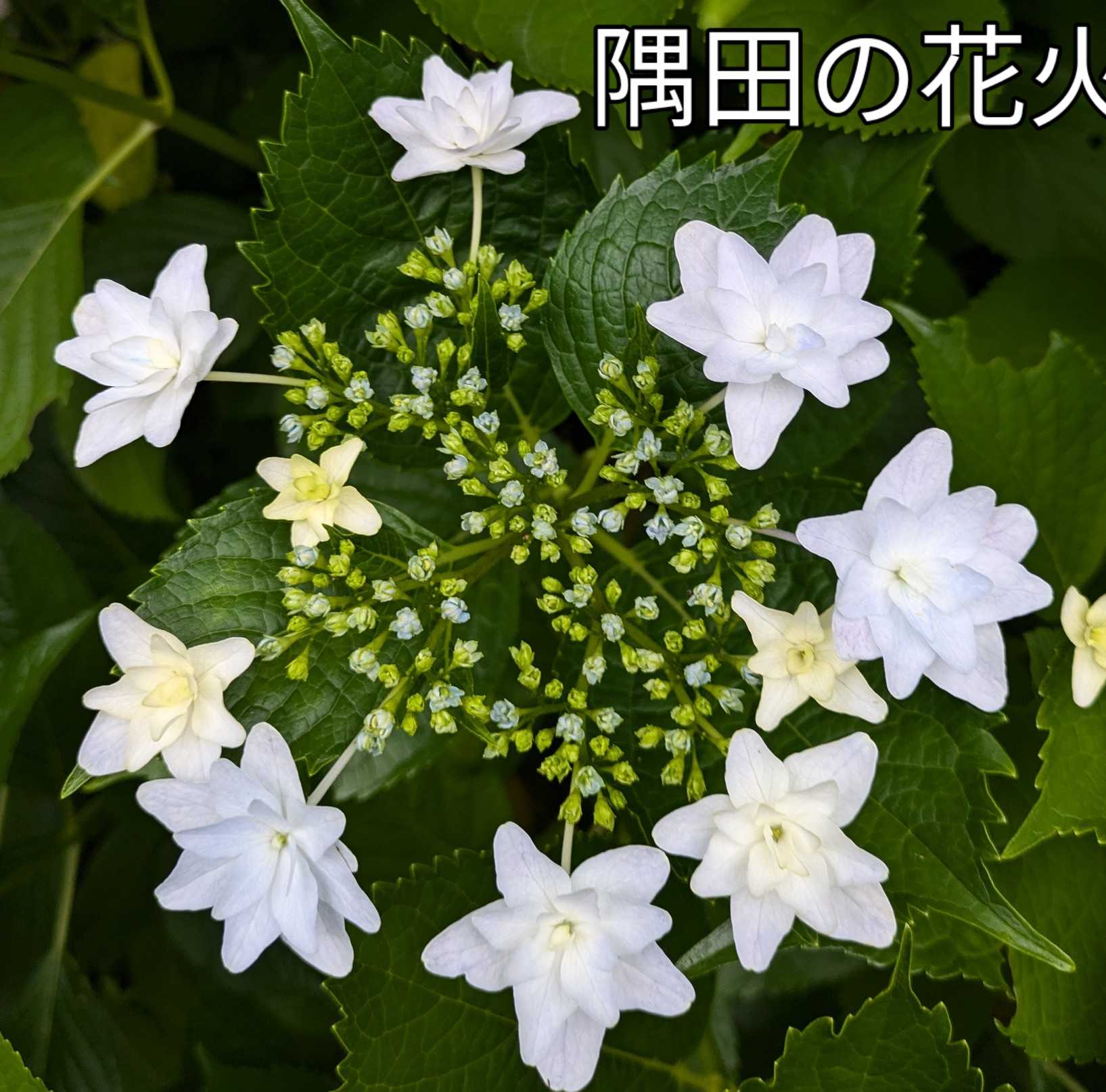 鶏胸肉とﾌﾞﾛｯｺﾘｰ塩レモン蒸し お好み焼き ピッコロティラミス 隅田の花火 柏葉紫陽花 | 01031006junのブログ