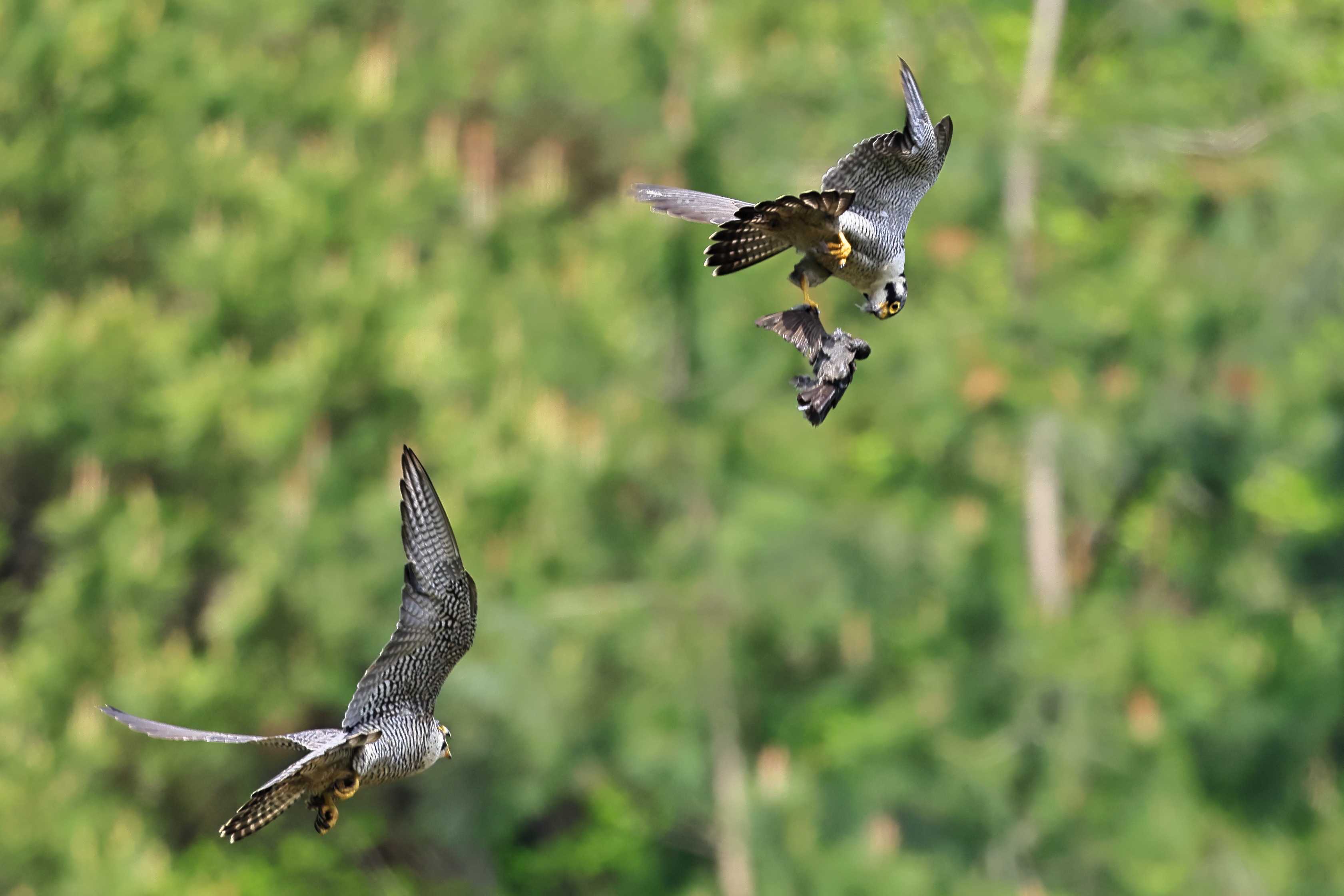 ハヤブサ夫婦 ＜空中餌渡し＞ | 野鳥ブログ イノセントBIRDER - 楽天ブログ