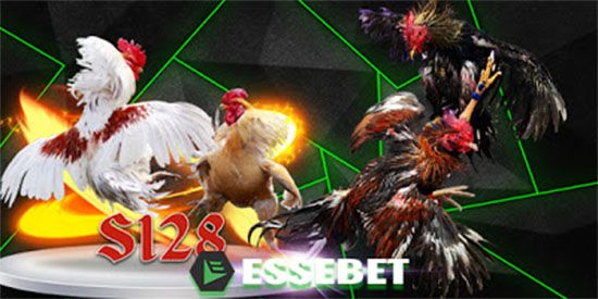 AYAM BANGKOK ADUAN TERMANTAP SEINDONESIA S128 APK | Essebetting88 Agen ...