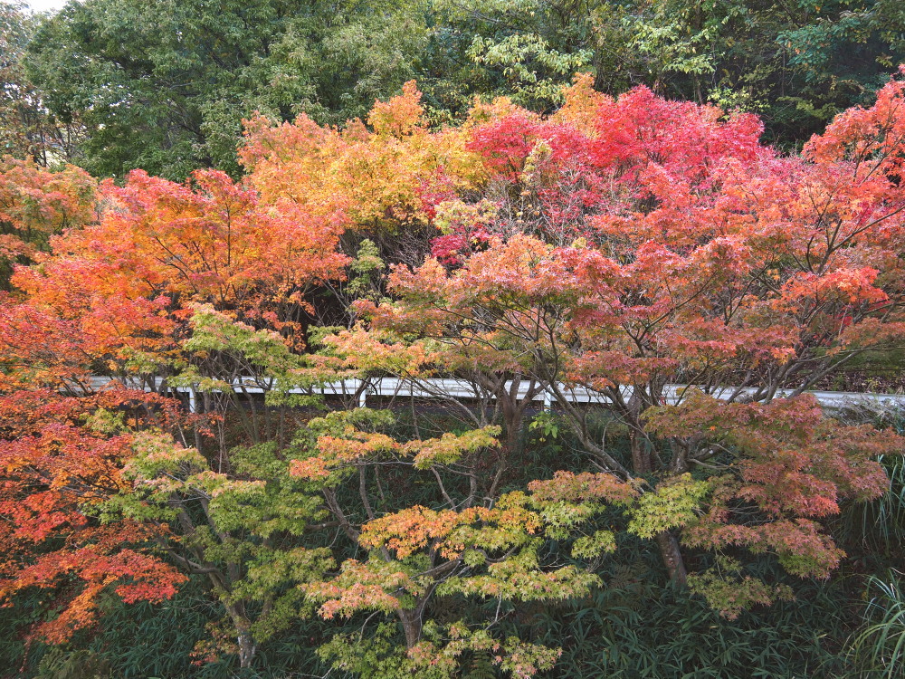 ブラ歩き門入の紅葉しらべ | きんちゃん727日記 - 楽天ブログ