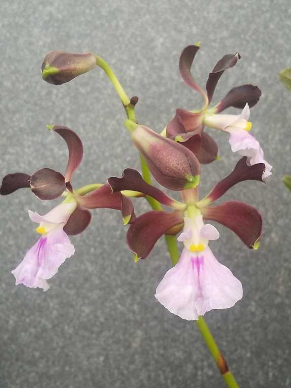 Arpo.ギガンテウム、E.コーディゲラ、Ple.ムンディー、Hal.レトロカーラ、Masd.プリンセプス | ラン好きのページ - 楽天ブログ