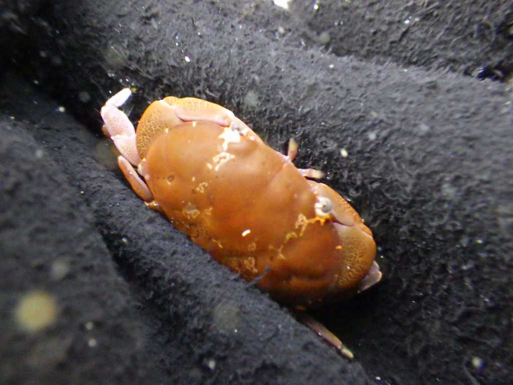 串本磯採集2019年8月上旬：甲殻類の観察・採集 | 海水魚が好き！ - 楽天ブログ