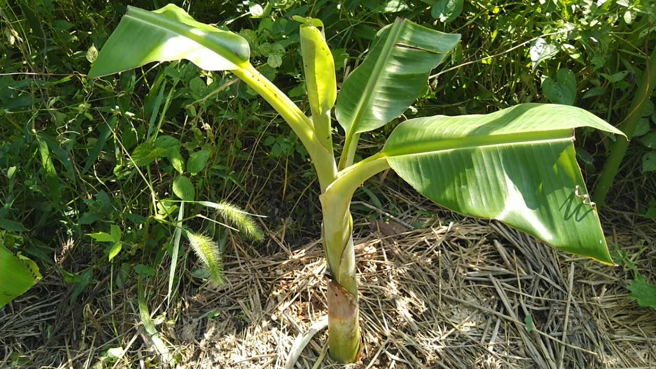 スキゾ逃農記 至善農園精舎 知足 離欲 精進編 | junbenのブログ - 楽天ブログ
