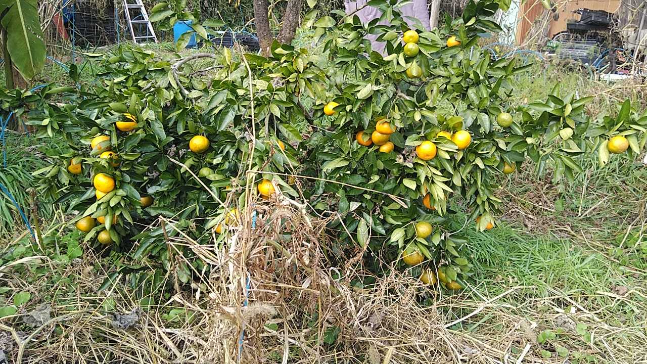 スキゾ逃農記 至善農園精舎 知足 離欲 精進編 | junbenのブログ - 楽天ブログ