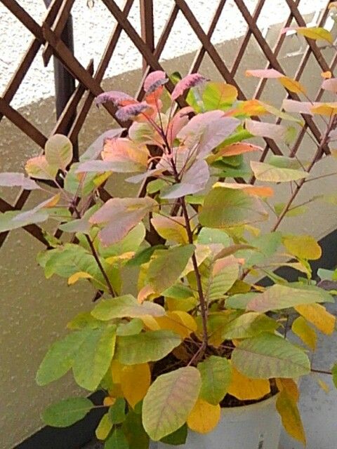 紅葉 七宝焼の工房 アトリエ和か（のどか）のブログ 楽天ブログ