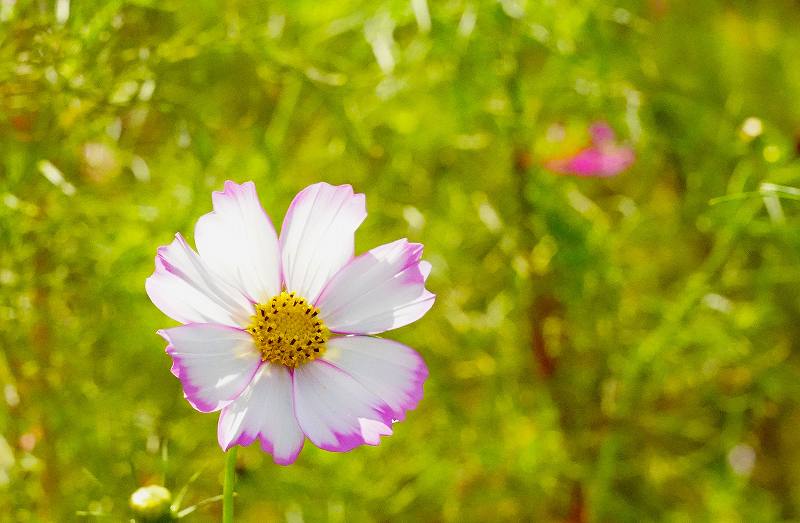 コスモスへの思い | 私の妻はさっちゃん - 楽天ブログ