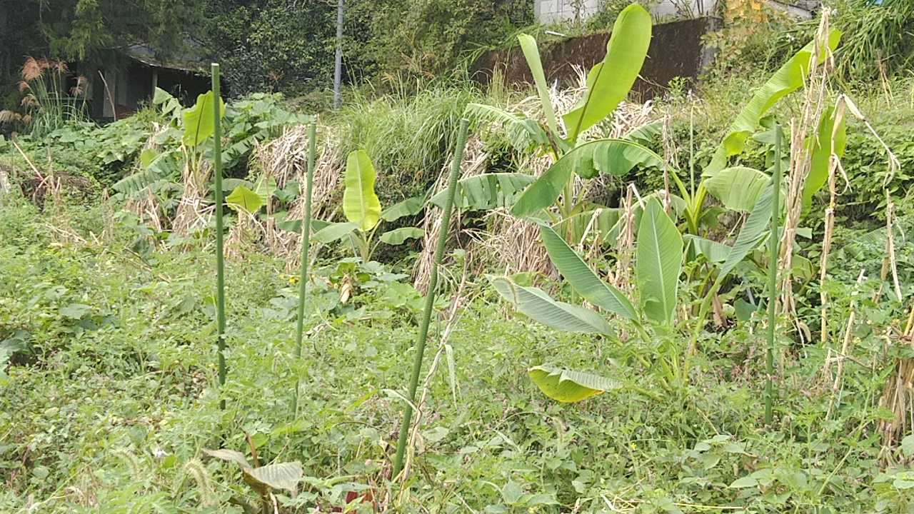 スキゾ逃農記 至善農園精舎 知足 離欲 精進編 | junbenのブログ - 楽天ブログ