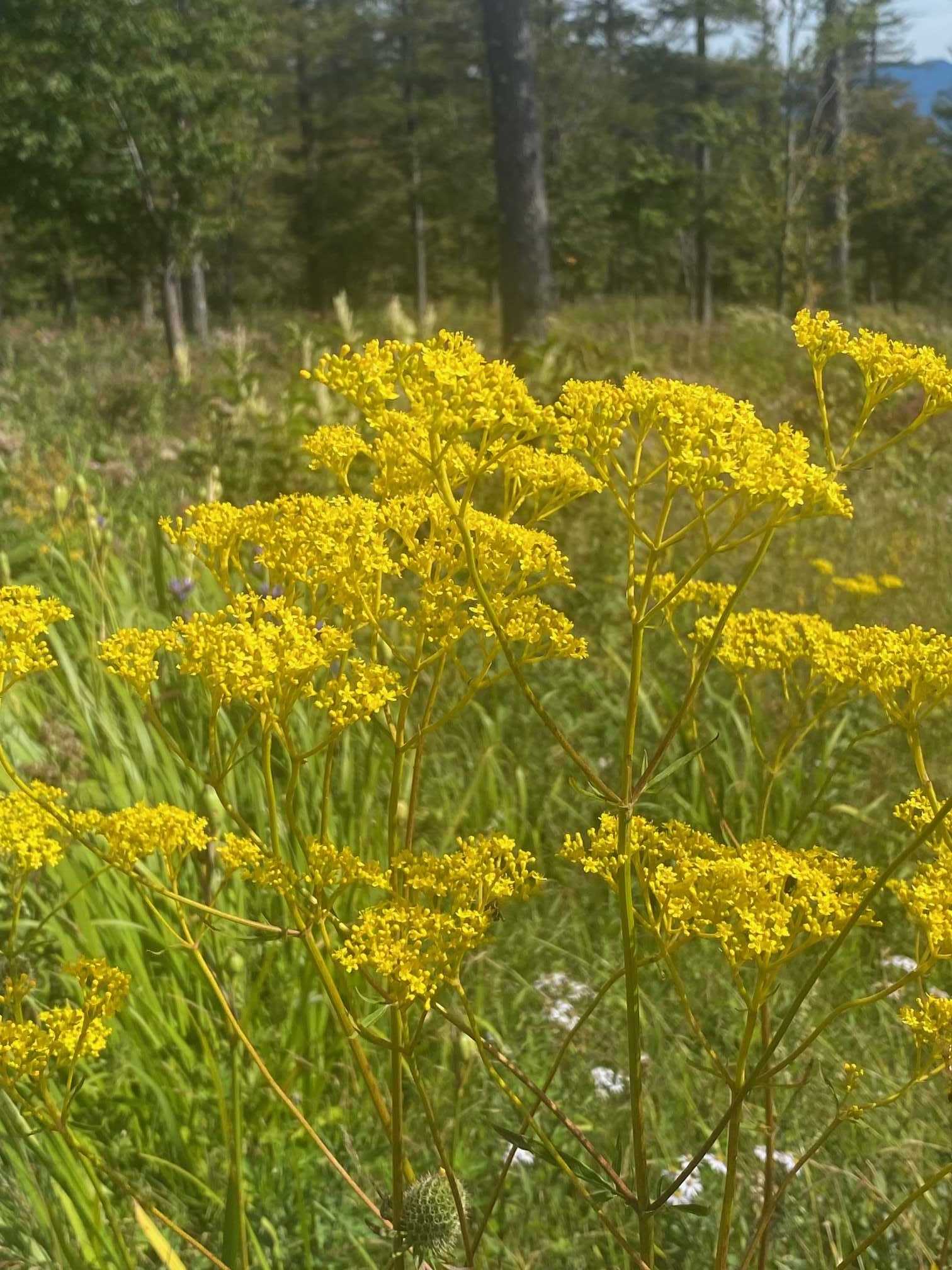 花の入笠山（にゅうかさやま・1,955m）日本三百名山（1） | 醍醐山と下部（しもべ）温泉 - 楽天ブログ