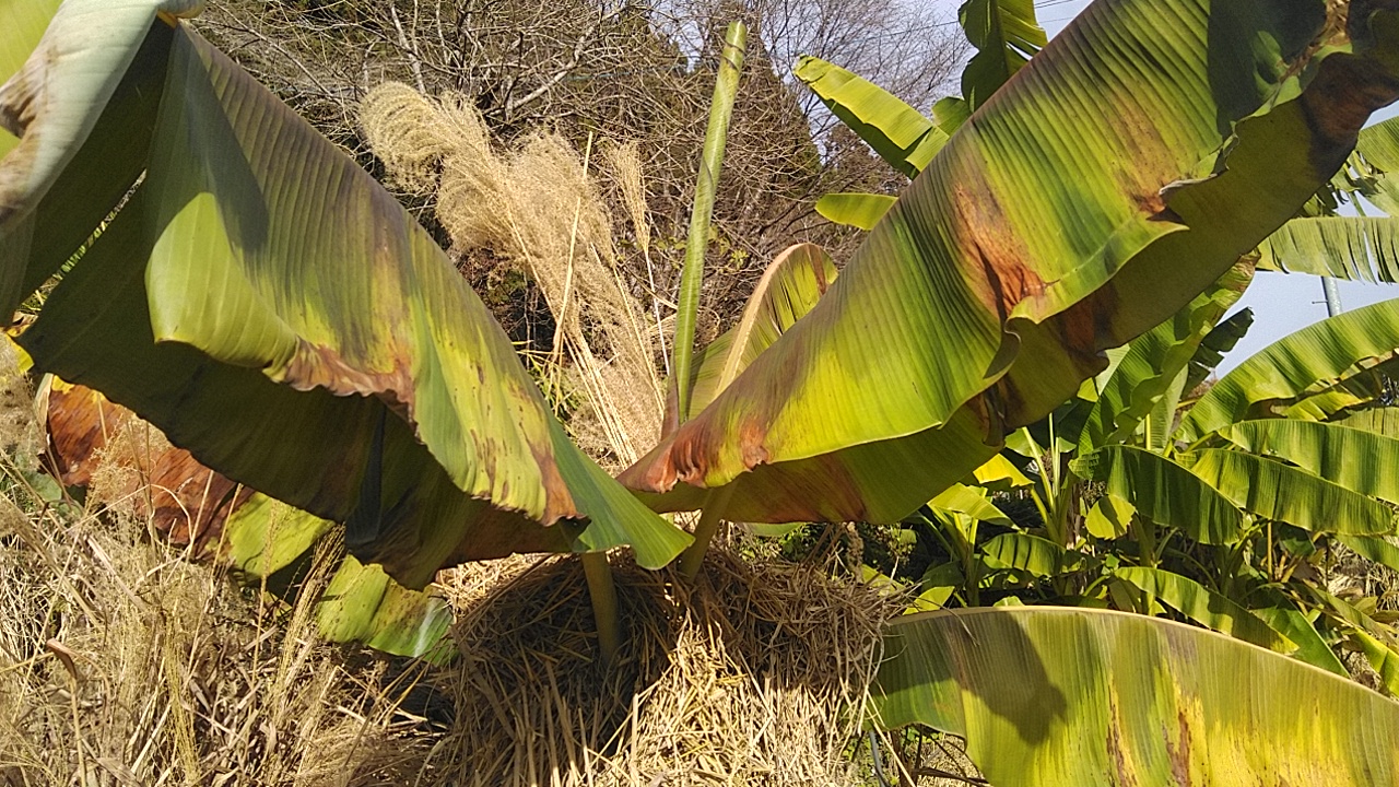 スキゾ逃農記 至善農園精舎 知足 離欲 精進編 | junbenのブログ - 楽天ブログ