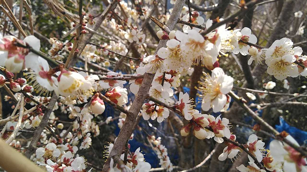 スキゾ逃農記 至善農園精舎 知足 離欲 精進編 | junbenのブログ - 楽天ブログ