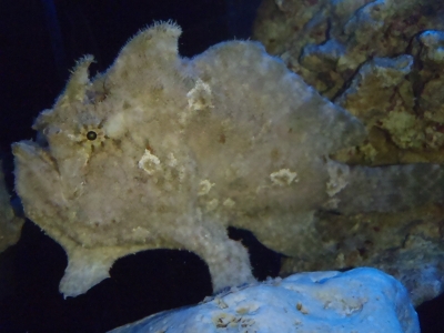 Antennarius indicusさんのどうでもいいこと | 海水魚が好き！ - 楽天ブログ