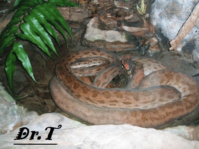 Morelia oenpelliensis オーエンペリーパイソン | Dr.Tの徒然なるままに Copyright (C) 2008-たっ ...