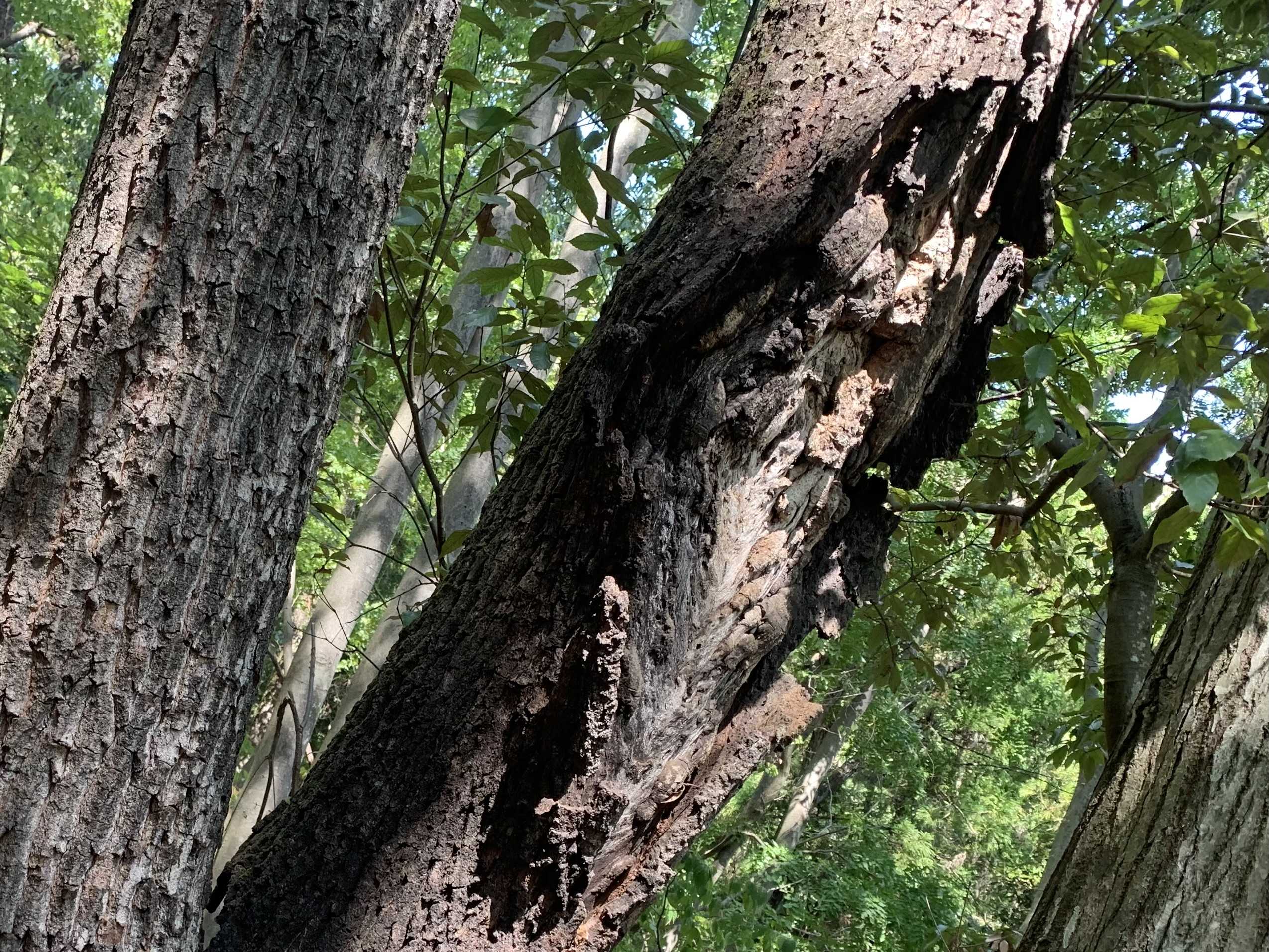 埼玉県へ樹液採集 | bayashiの日常 - 楽天ブログ