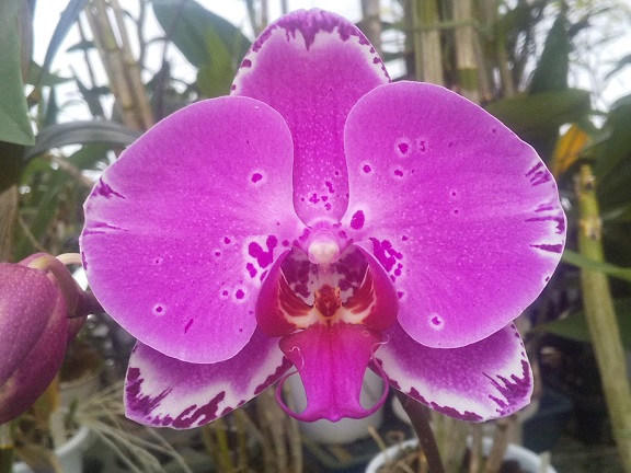 Den.ノビル fma.クックソニアナム、 ‘ワタボウシ’ のその後、Phal.OX レッド・ライオン | ラン好きのページ - 楽天ブログ