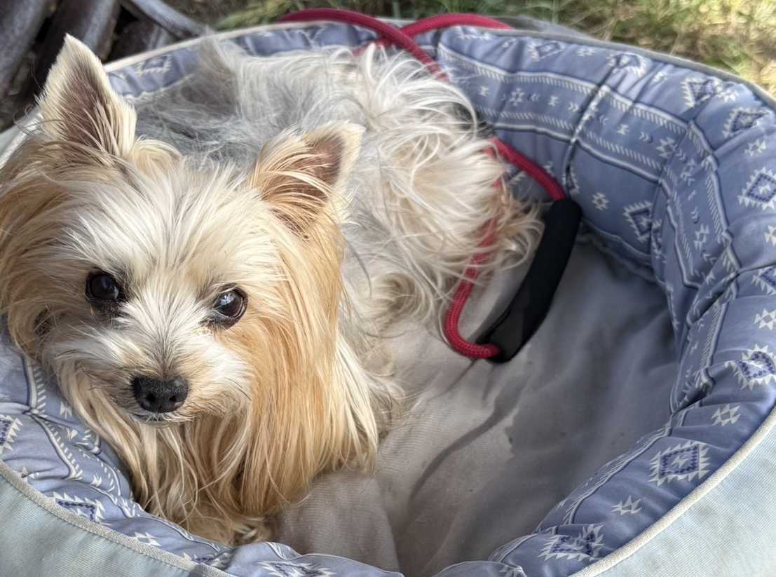 ヨーキーモアナ (+広島平和公園散策、原爆ドーム、玉置浩二故郷交響楽団コンサート、サザンビーチカフェ前) | ヨーキーモアナ 地域猫クロちゃん ...