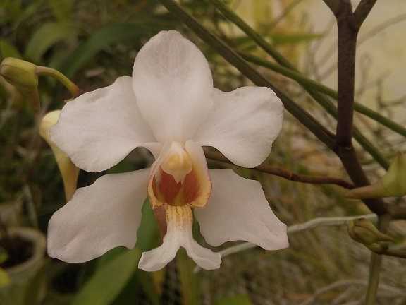 Lyc. アラン・ザルツマン‘アボウ・アカネ’、Ple.ムンディー | ラン好きのページ - 楽天ブログ