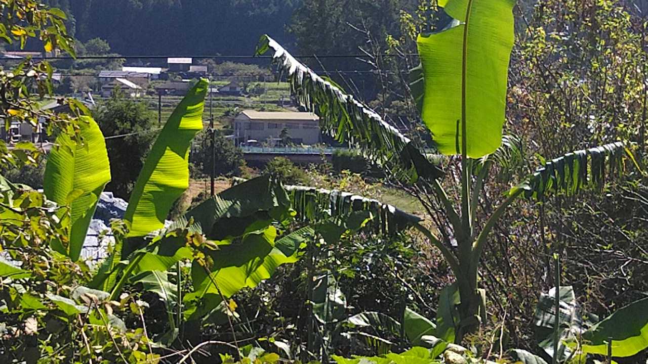 スキゾ逃農記 至善農園精舎 知足 離欲 精進編 | junbenのブログ - 楽天ブログ