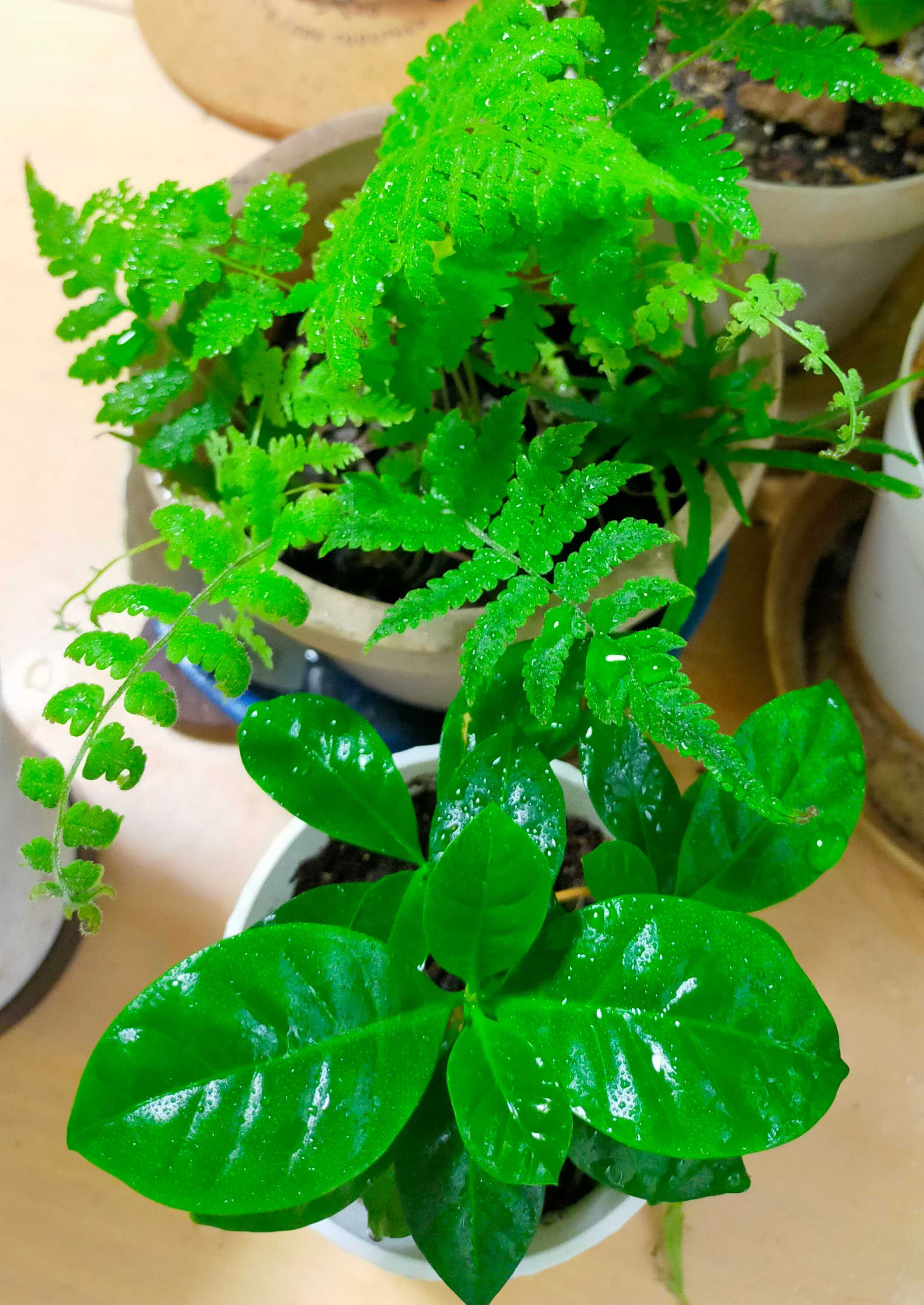 自宅サンルームがジャングルに モツもやし炒め パウンドケーキ | そらちゃんに癒やされました - 楽天ブログ