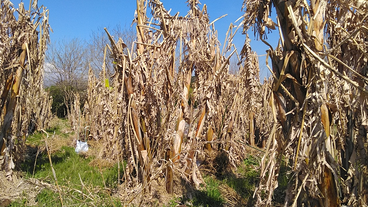 スキゾ逃農記 至善農園精舎 知足 離欲 精進編 | junbenのブログ - 楽天ブログ