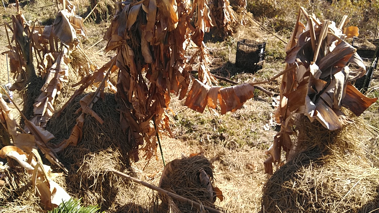 スキゾ逃農記 至善農園精舎 知足 離欲 精進編 | junbenのブログ - 楽天ブログ
