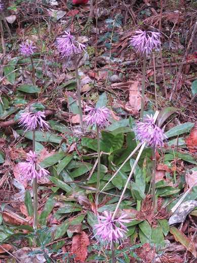 八曾のシデコブシ | KIKIの山行き・・・ 山と山の花 - 楽天ブログ
