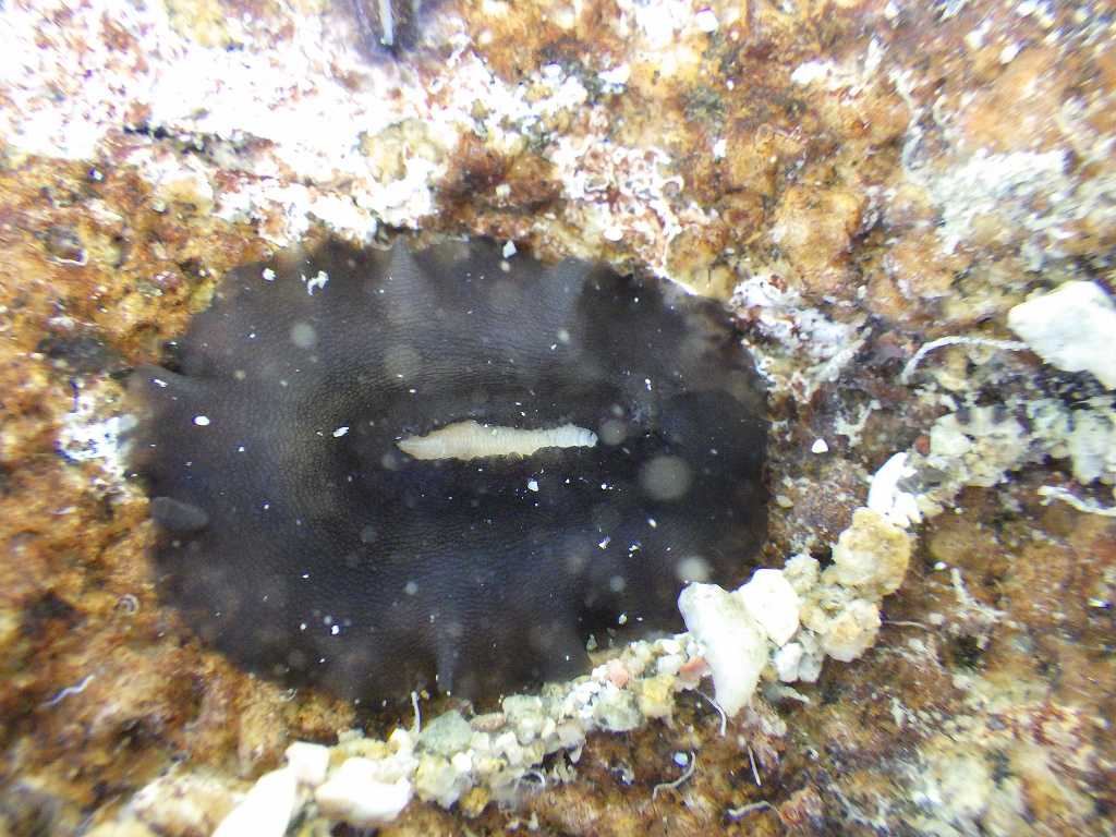 串本磯採集2021年10月上旬：ウミウシなどの観察 | 海水魚が好き！ - 楽天ブログ