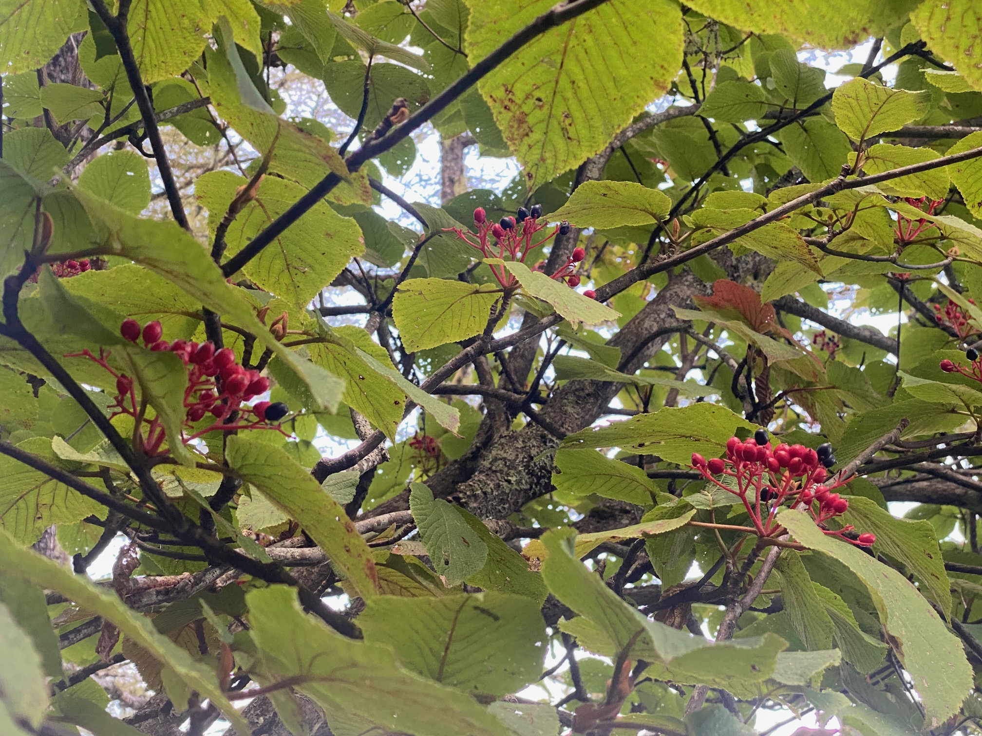 花の入笠山（にゅうがさやま・1,955m）2024初秋（6） | 醍醐山と下部（しもべ）温泉 - 楽天ブログ
