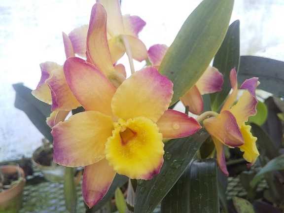 Den.ファシフェラム、Den.オリエンタル・スマイル‘ファンタジー’、Onc.フスカタムfma.アルバム | ラン好きのページ - 楽天ブログ