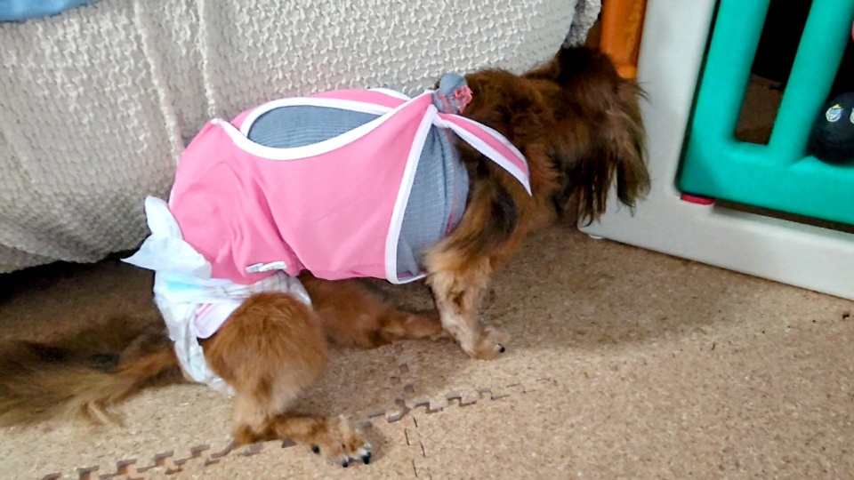 脱走を企てる | wa latte - 楽天ブログ