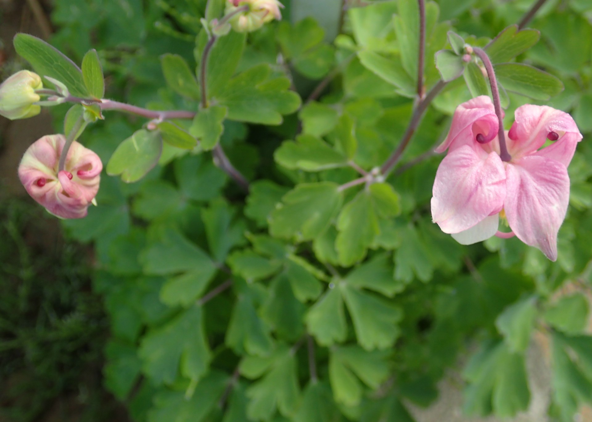 生き残り | 夢の続き - 楽天ブログ