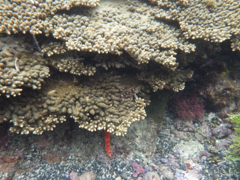 串本磯採集2017年6月下旬：サンゴの下の赤い腕 | 海水魚が好き！ - 楽天ブログ