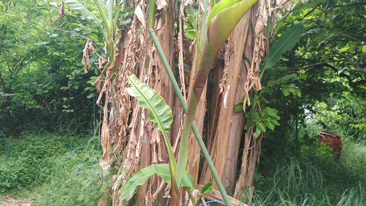 スキゾ逃農記 至善農園精舎 知足 離欲 精進編 | junbenのブログ - 楽天ブログ