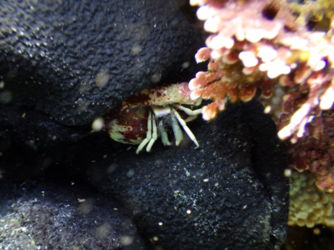 串本磯採集2017年4月中旬：甲殻類の採集 | 海水魚が好き！ - 楽天ブログ