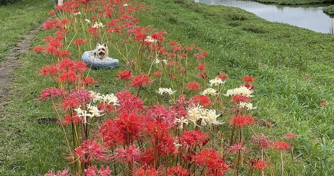 ヨーキーモアナ 再度小出川沿いの彼岸花を見に行って来ました +新車 | ヨーキーモアナ 地域猫クロちゃんの茅ヶ崎生活 - 楽天ブログ