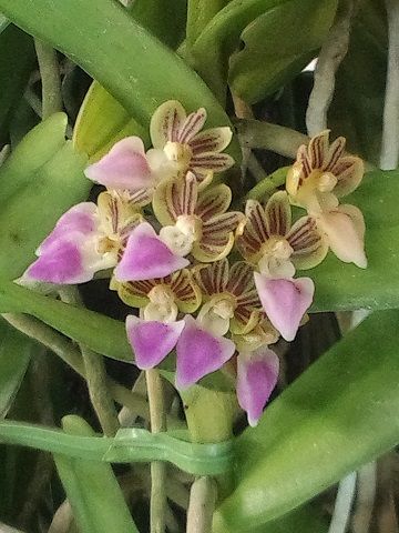 世界らん展2019 | ラン好きのページ - 楽天ブログ