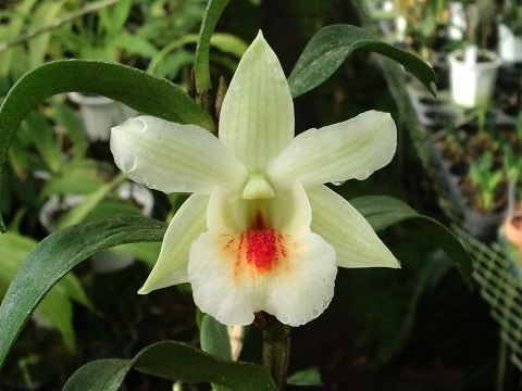 Ctt.チョコレート・ドロップ'コダマ'、Masd.アンドリーッタナ、Den.フロスティー・ドーン | ラン好きのページ - 楽天ブログ