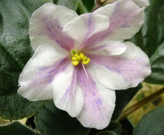 Ness' Spring Blush(セントポーリア) | nenttohのブログ~セントポーリアの花のご紹介~Site introduces ...