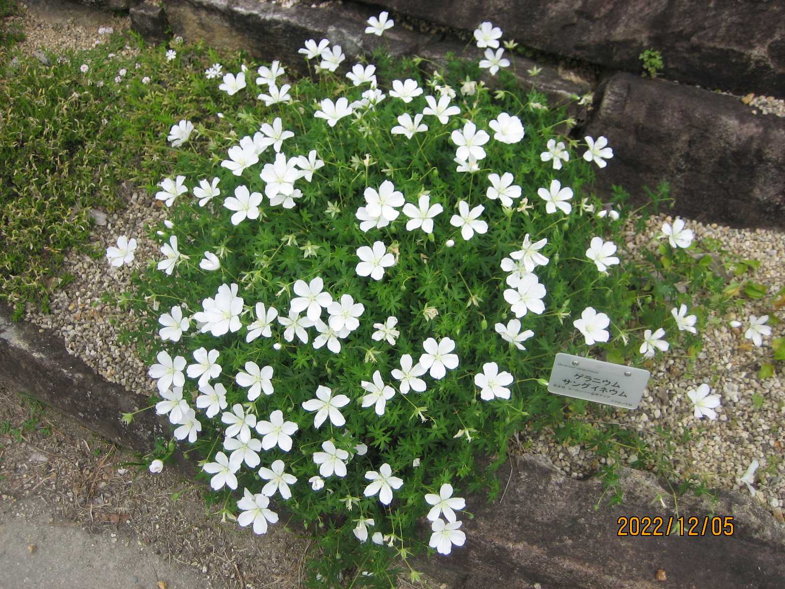 色即是空（しきそくぜくう）・大相撲、MLB、NPB | 63歳からの挑戦（リズム・バランス・タイミング） - 楽天ブログ