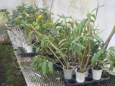 C.ペリニーfma.セルレア、チョコレート・ドロップ'コダマ'、Gom.ラディカンス | ラン好きのページ - 楽天ブログ