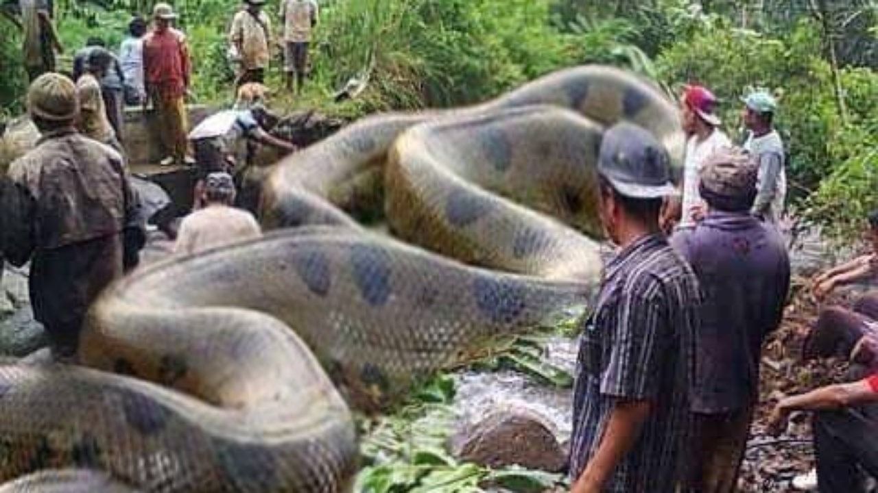 【必見】Biggest Snake Ever | Construction Workers Discover 10m Anaconda at ...