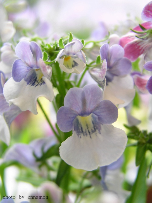 papaの手作りパラソル～フレームにモス＆アミで多肉寄せ～ジュースは続くよどこまでも・・・ | シナモンのjunk garden - 楽天ブログ