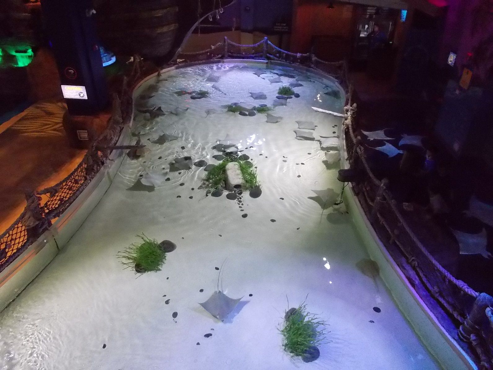 モール オブ アメリカ シーライフ ミネソタ ＆ アクアリウム2019.4.17 MALL OF AMERICA SEA LIFE ...