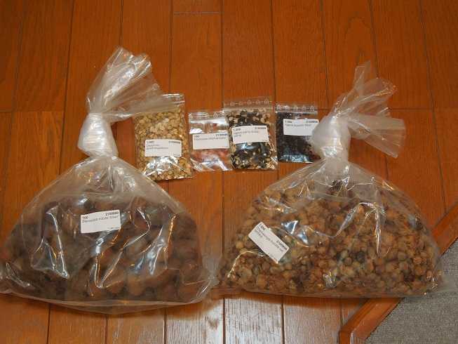 種が届いた～Rarepalmseeds | 小平太1098のブログ - 楽天ブログ