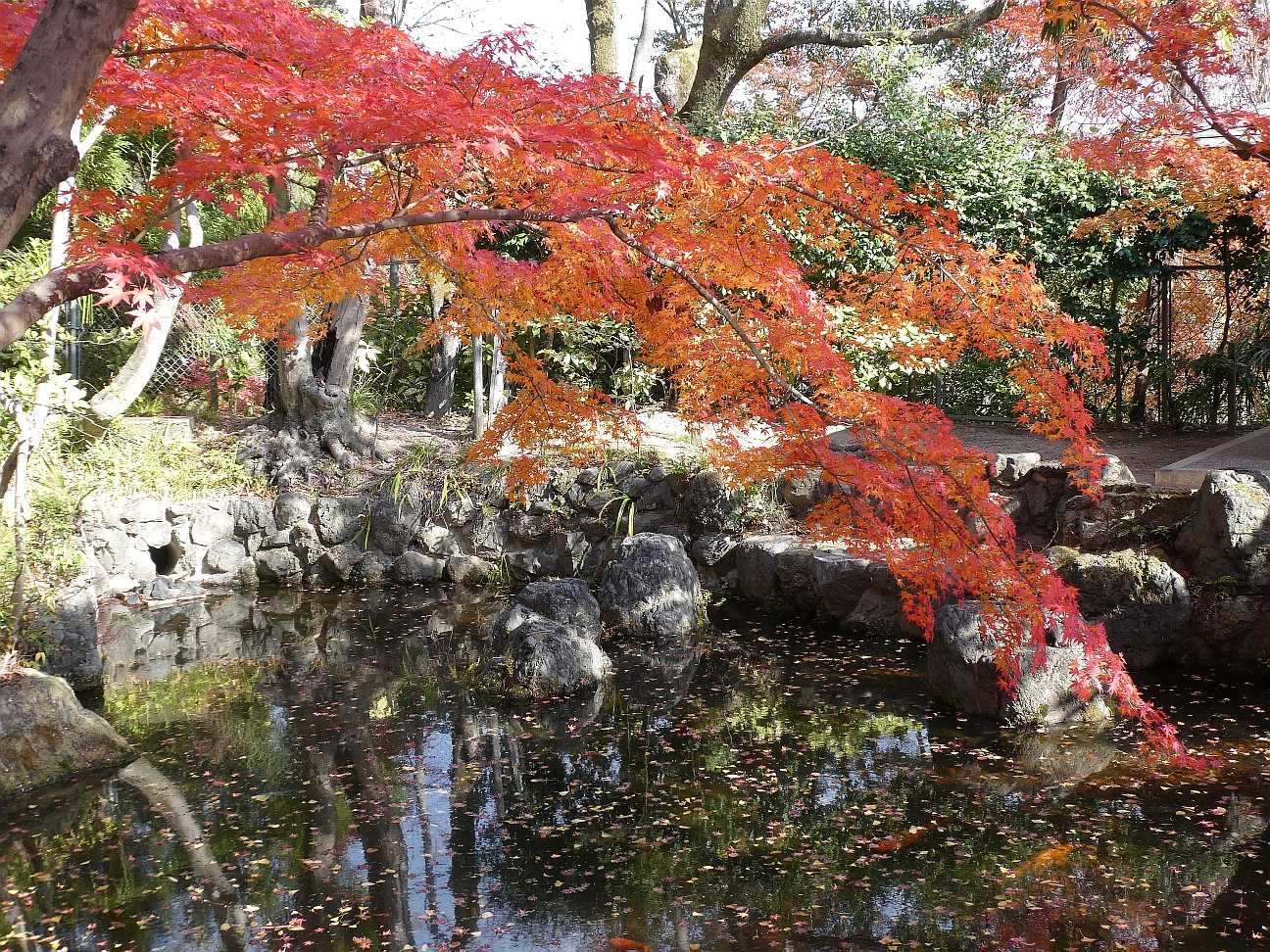 【もみじ狩り】 2023．12．3 山﨑 | 白い稲妻・多摩の黒酢（たまの くろす） ほぼ競馬なブログ since 2006 - 楽天ブログ