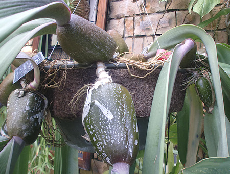 バンブ－ハウス沖縄 第36回沖縄国際洋蘭博覧会 149 鉢物部門 バルボフィラム属 Bulbophyllum (Bulb.) spiesii ...