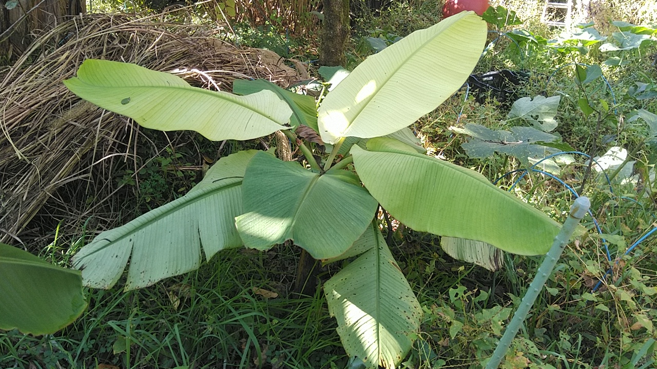 スキゾ逃農記 知足 離欲 精進編 | junbenのブログ - 楽天ブログ