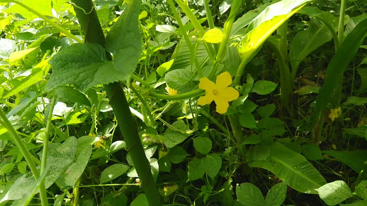 スキゾ逃農記 至善農園精舎 知足 離欲 精進編 | junbenのブログ - 楽天ブログ
