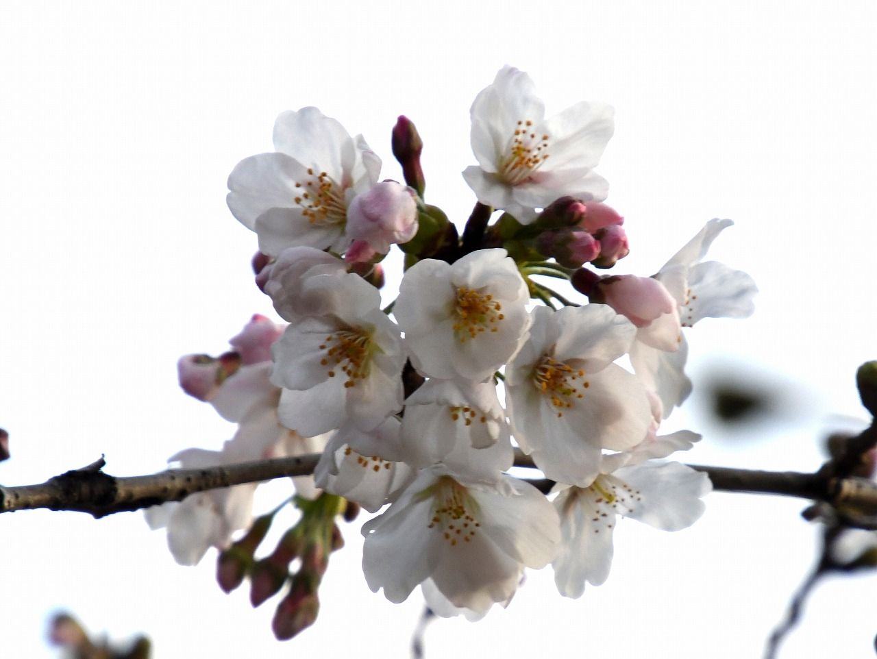 ソメイヨシノの開花 Himekyonの部屋 楽天ブログ