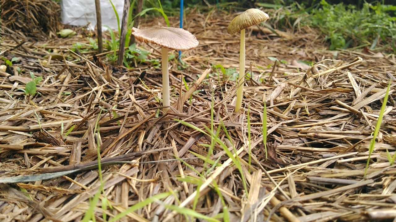 スキゾ逃農記 至善農園精舎 知足 離欲 精進編 | junbenのブログ - 楽天ブログ